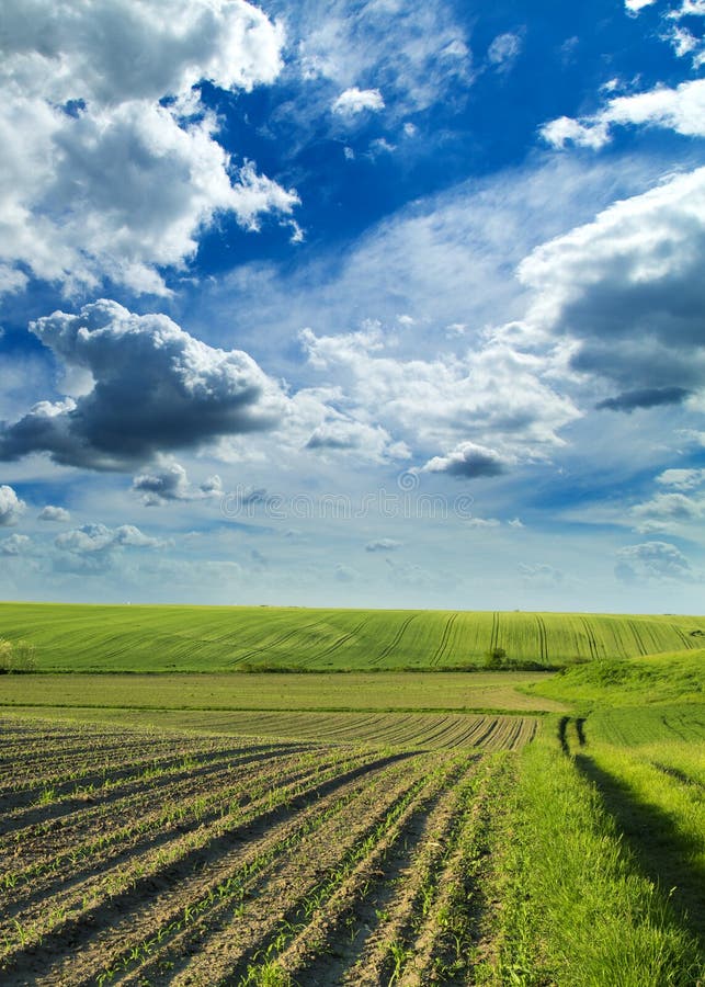 Agricultural Landscape of Growing Fields at Spring Season Stock Image ...