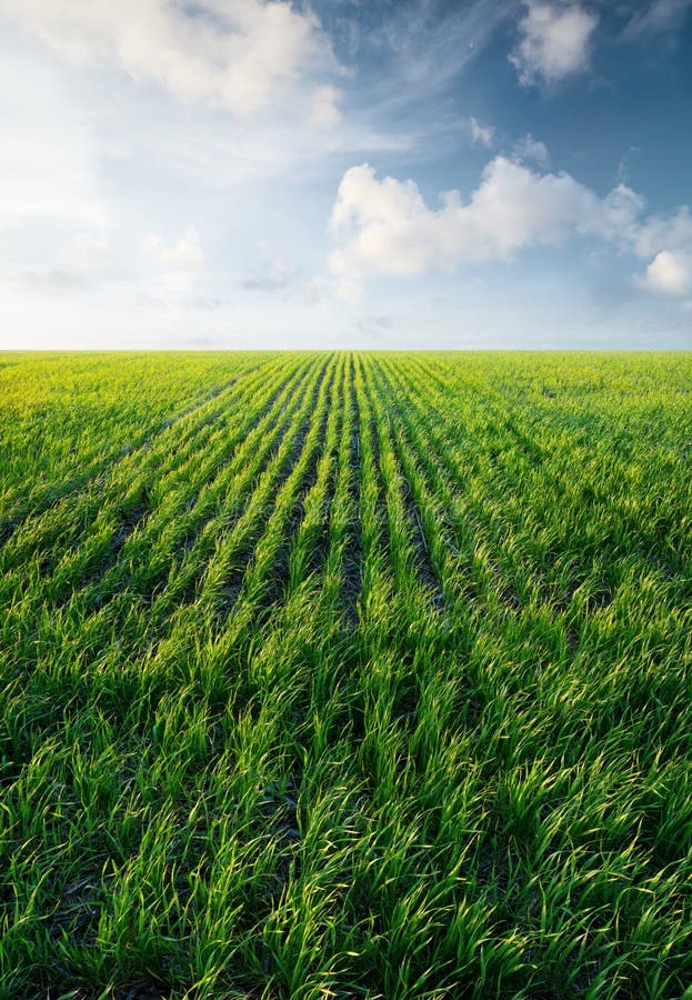 Agricultural landscape stock image. Image of harvest - 83409875