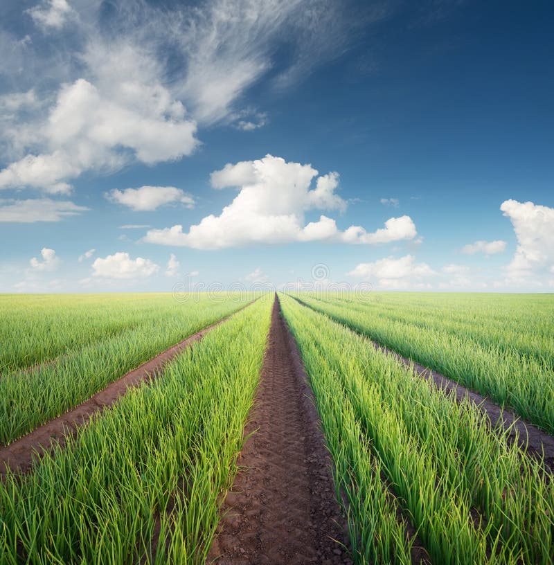 Agricultural landscape stock image. Image of heavens - 35544743