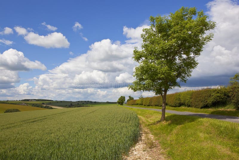 Agricultural Landscape with Young Ash Tree Stock Image - Image of ...
