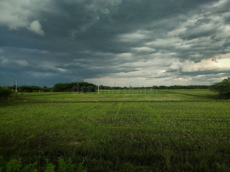 Agricultural Paddy Field with Dark Clouds Stock Photo - Image of dark ...