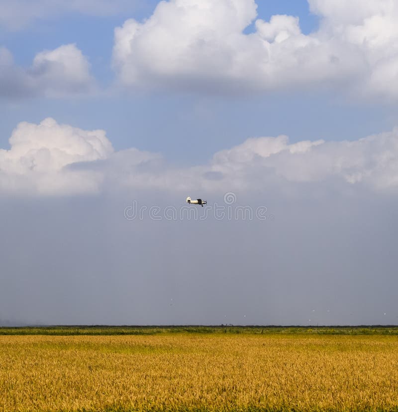 Flies in Rice stock image. Image of bokeo, rice, food - 23394683