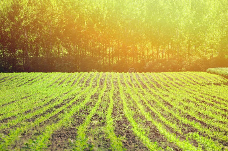 Agricultural Plants on Field with Green Forest Stock Photo - Image of ...