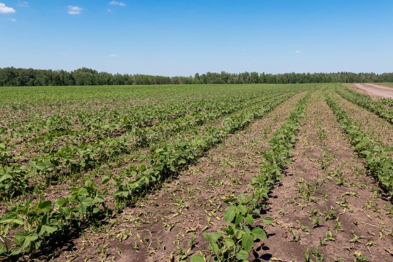 Agricultural Plants Planted in Rows in the Farmer`s Field Stock Photo ...