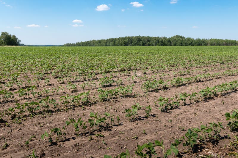 Agricultural Plants Planted in Rows in the Farmer`s Field Stock Photo ...