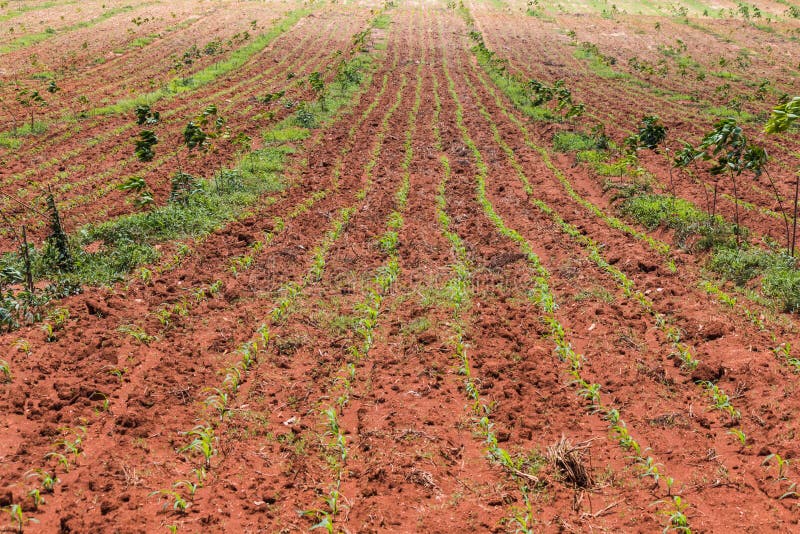 Agricultural plot stock photo. Image of cloudy, harvesting - 151201322