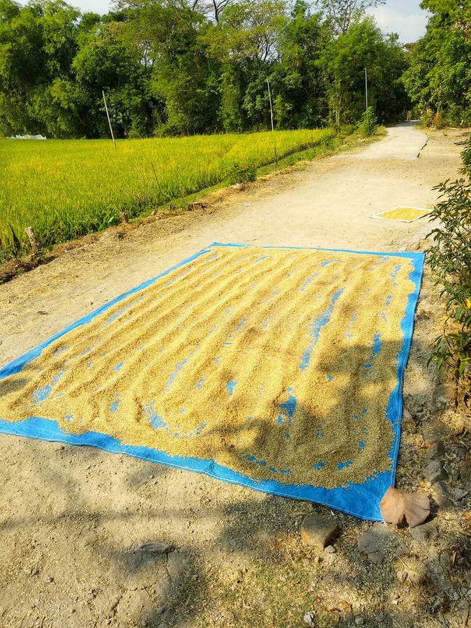 Drying Rice. Agricultural Process Stock Photo - Image of rice ...
