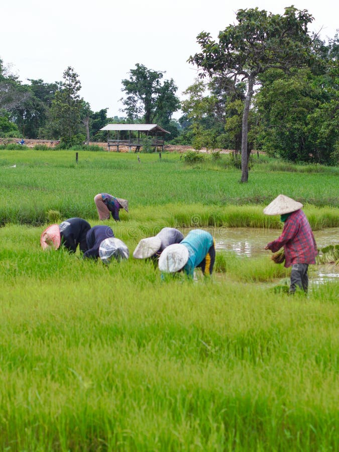Agricultural in Rice Fields Stock Image - Image of growing, farmer ...