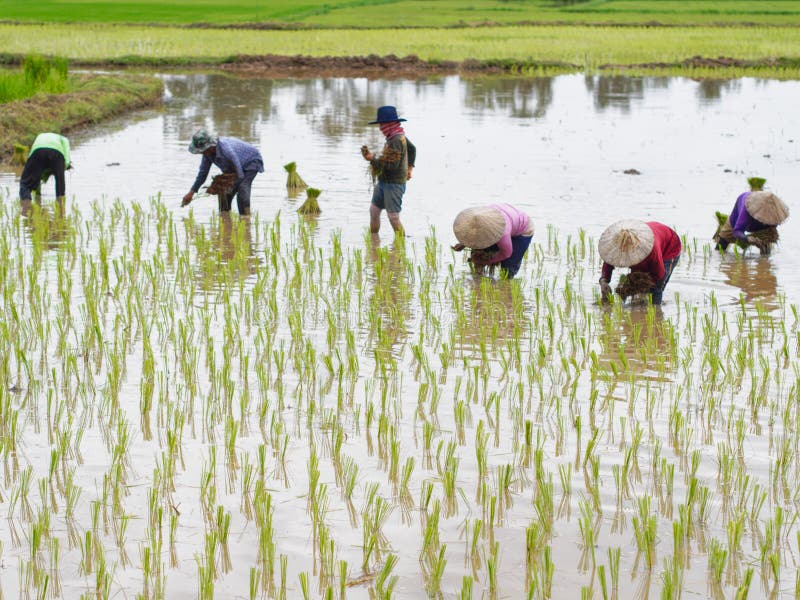 Agricultural in Rice Fields Stock Photo - Image of plant, work: 121786966
