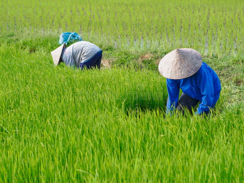 Agricultural in Rice Fields Stock Image - Image of grass, growth: 121790367
