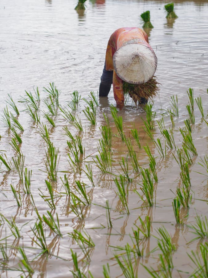 Agricultural in Rice Fields Stock Image - Image of grow, paddy: 122101315