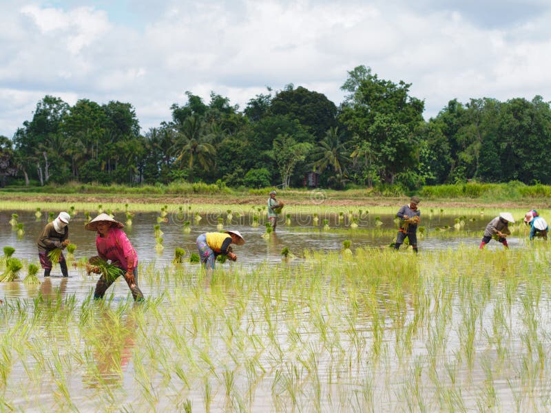 Agricultural in Rice Fields Editorial Photo - Image of leaf, woman ...