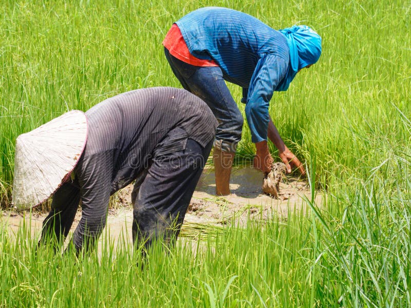 Agricultural in Rice Fields Editorial Stock Photo - Image of bright ...