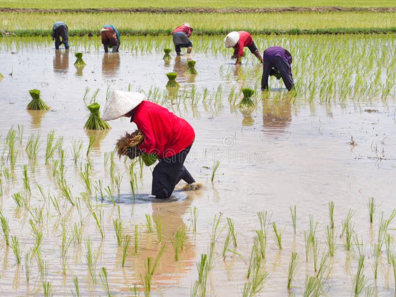 Agricultural in Rice Fields Editorial Photography - Image of farmland ...