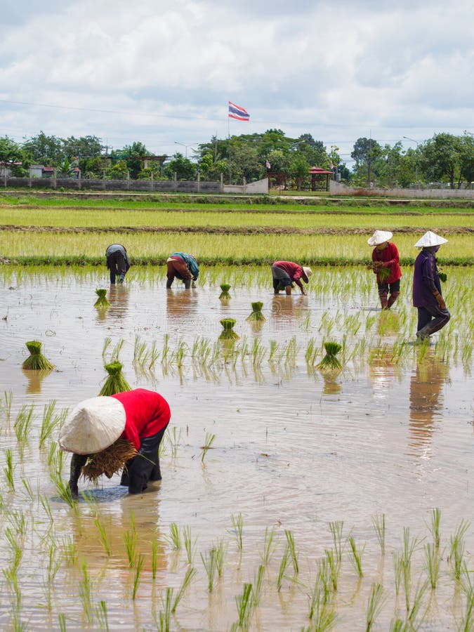 Agricultural in Rice Fields Editorial Image - Image of agricultural ...