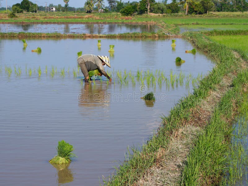 Agricultural in Rice Fields Stock Image - Image of rice, season: 122307767