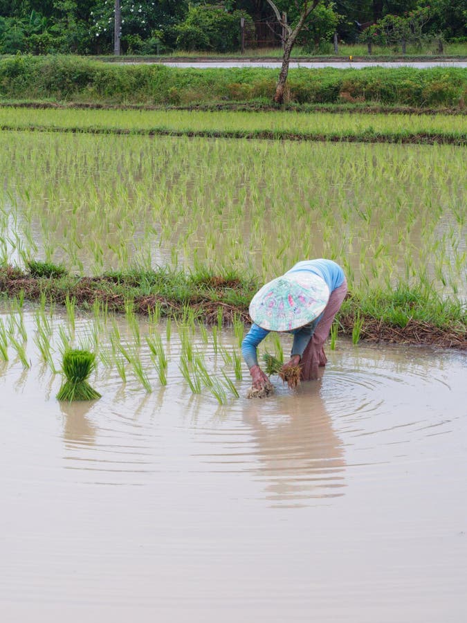 Agricultural in Rice Fields Stock Image - Image of life, paddy: 122307807