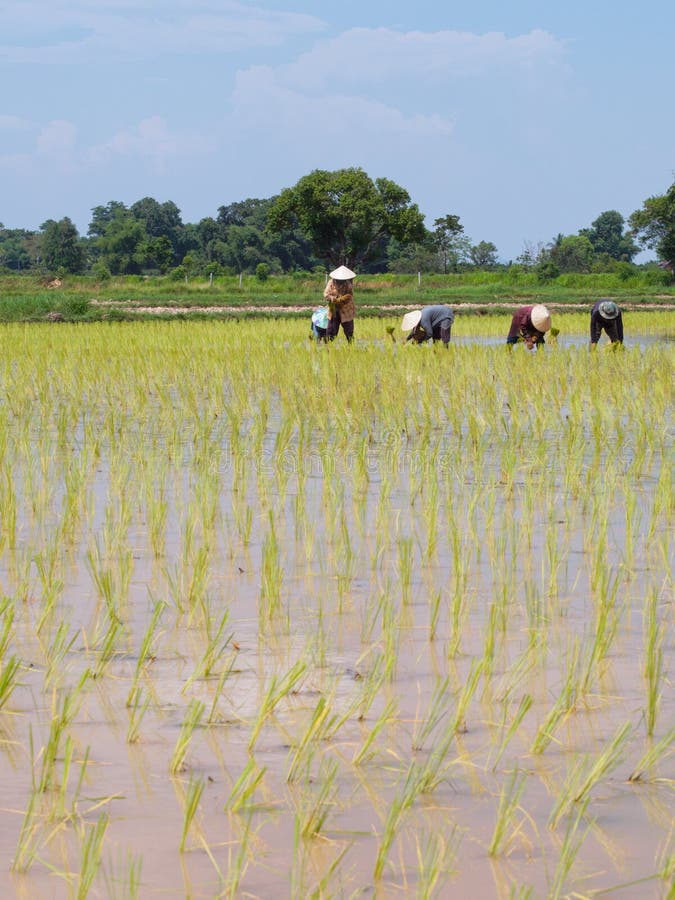 Agricultural in Rice Fields Editorial Image - Image of farmland, growth ...
