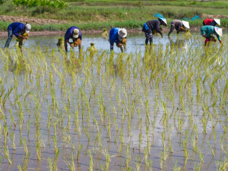 Agricultural in Rice Fields Editorial Stock Image - Image of work, life ...
