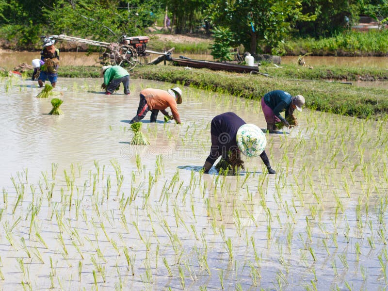 Agricultural in Rice Fields Editorial Stock Photo - Image of farmers ...