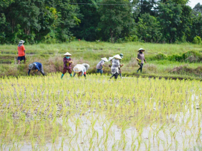 Agricultural in Rice Fields Editorial Stock Image - Image of rice ...