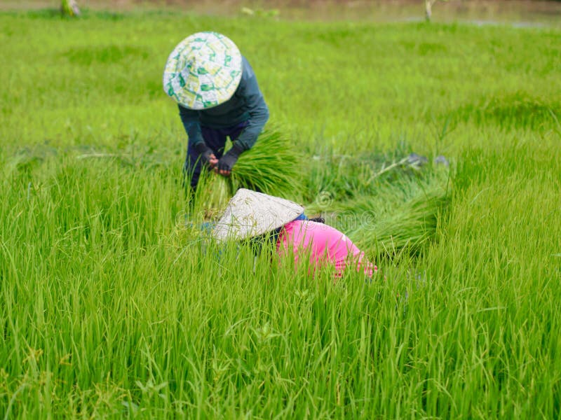 Agricultural in Rice Fields Editorial Image - Image of agricultural ...