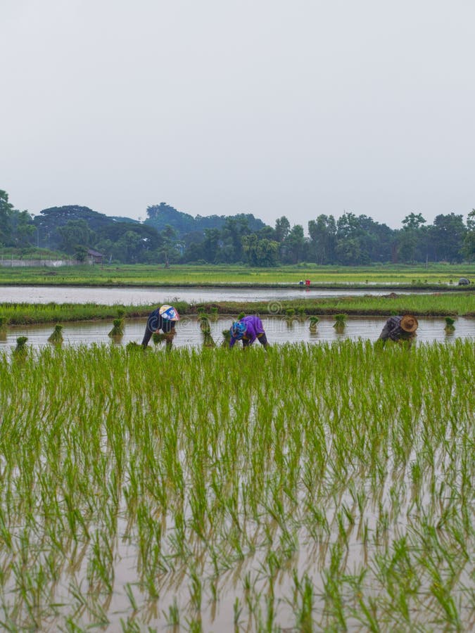 Agricultural in Rice Fields Stock Photo - Image of green, lifestyle ...