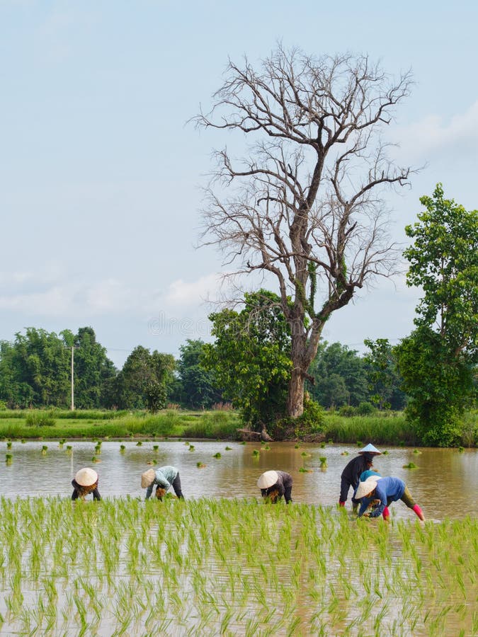 Agricultural in Rice Fields Editorial Photography - Image of grass ...