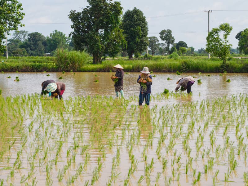 Agricultural in Rice Fields Editorial Photography - Image of growth ...