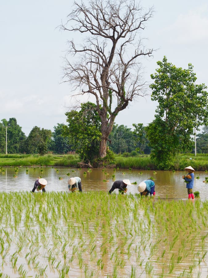 Agricultural in Rice Fields Editorial Stock Photo - Image of paddy ...