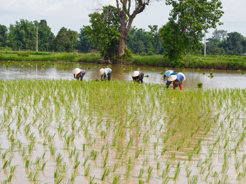Agricultural in Rice Fields Stock Photo - Image of work, nature: 122033848