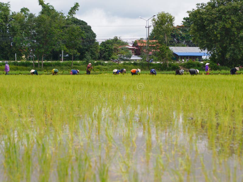 Agricultural in Rice Fields Editorial Stock Photo - Image of rice, farm ...