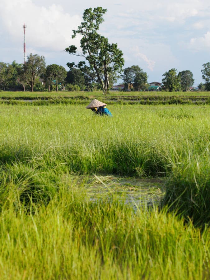 Agricultural in Rice Fields Stock Image - Image of leaf, lifestyle ...