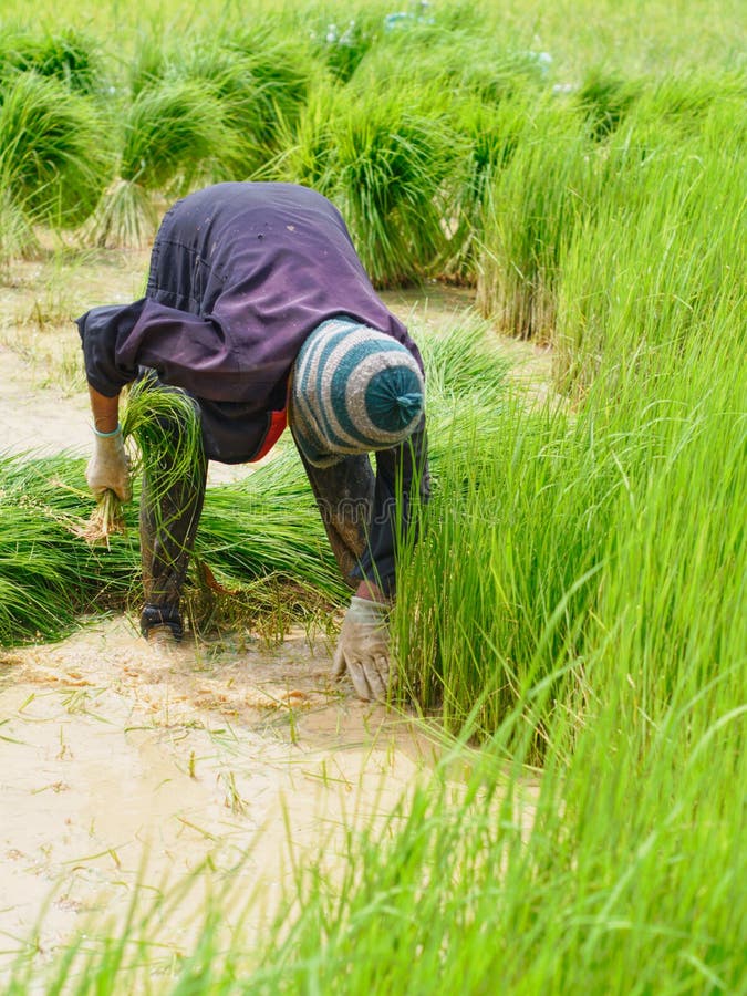 Agricultural in Rice Fields Stock Photo - Image of farmland, season ...