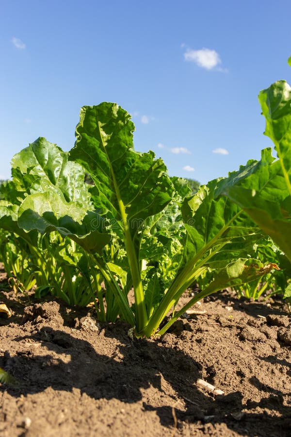 Agricultural Scenery of of Sweet Sugar Beet Field. Sugar Beets are ...