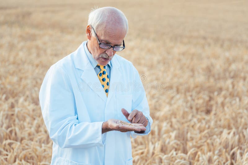 Agricultural Scientist Looking for Quality of New Seeds Stock Image ...