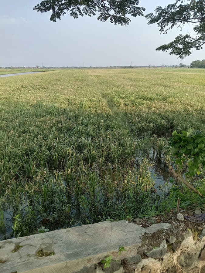 Agricultural System with Traditional Irrigation Stock Image - Image of ...