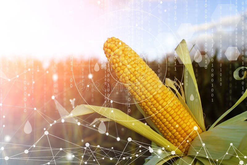 Agricultural Technologies on the Farm. Corn with Biological Holographic ...