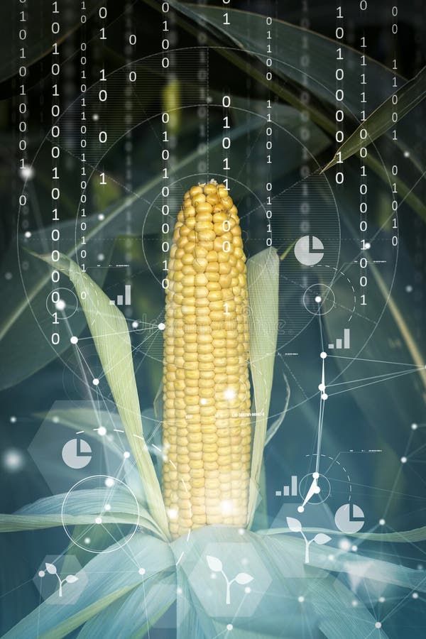 Agricultural Technologies on the Farm. Corn with Biological Holographic ...