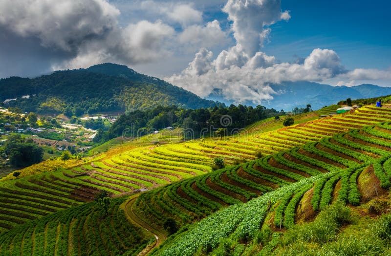 Agricultural terraces stock image. Image of crop, scene - 45629029