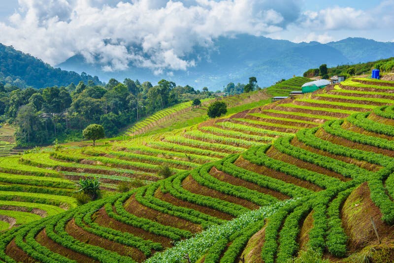 Agricultural terraces stock photo. Image of terrace, highland - 45629068