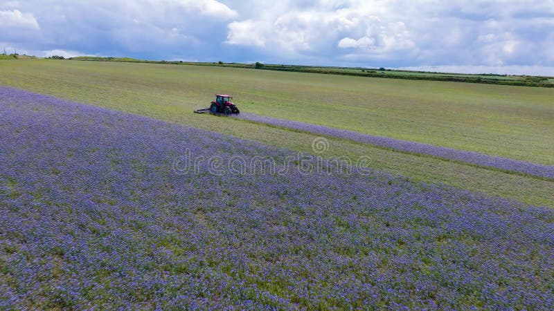 Tractor Harvesting Wheat Field Stock Image - Image of outdoor ...