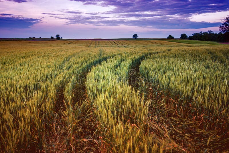 Agricultural Tractor Wheel Marks in Wheat Field Stock Image - Image of ...