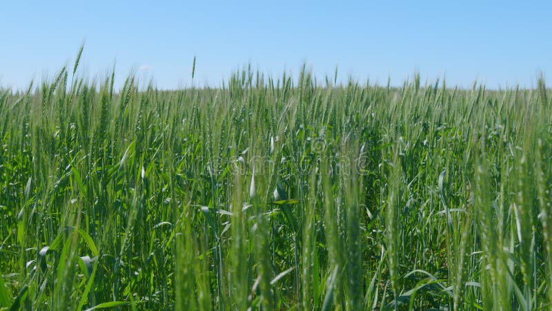 Agricultural Wheat Field. Wheat Ears Swaying in Evening Gentle Wind ...