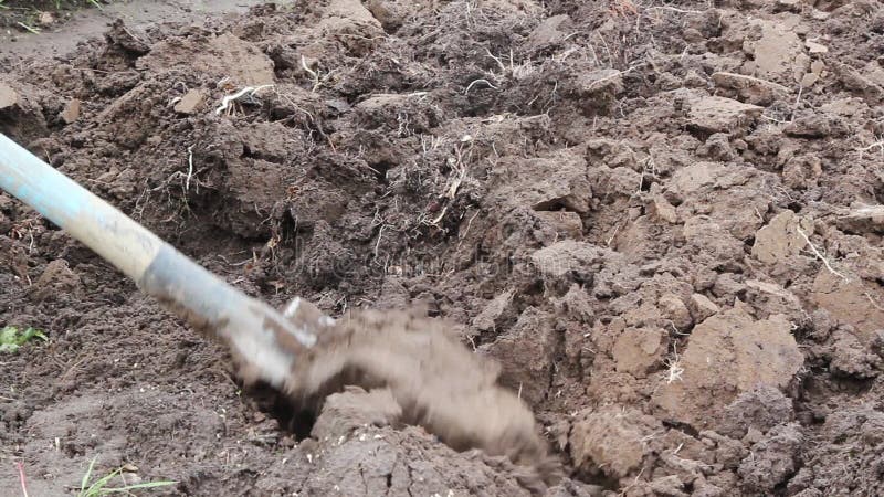 Soil digging with pickaxe stock video. Video of gardener - 245897009