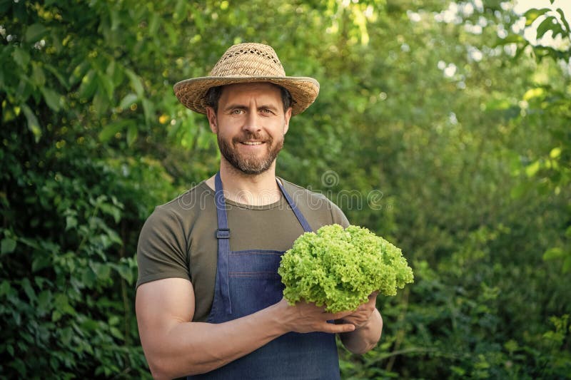 Agricultural Worker in Straw Hat with Lettuce Leaves Stock Image ...