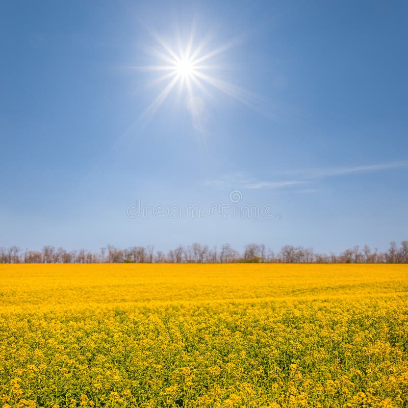 Yellow Field Under a Sparkle Sun Stock Photo - Image of glow, rural ...