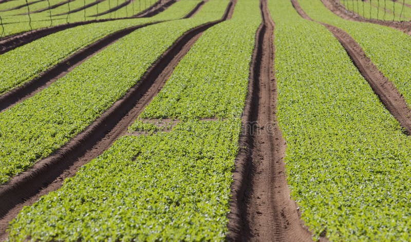 Agriculture, Peanut Field Rows Stock Image - Image of harvest, dirt: 936477