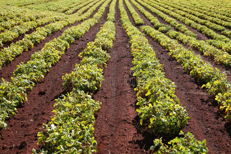Agriculture, Peanut Field Rows Stock Image - Image of harvest, dirt: 936477
