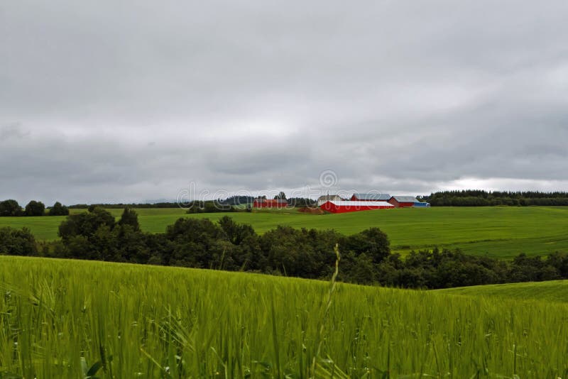 Agriculture in Norway. stock image. Image of norway, levanger - 36219295